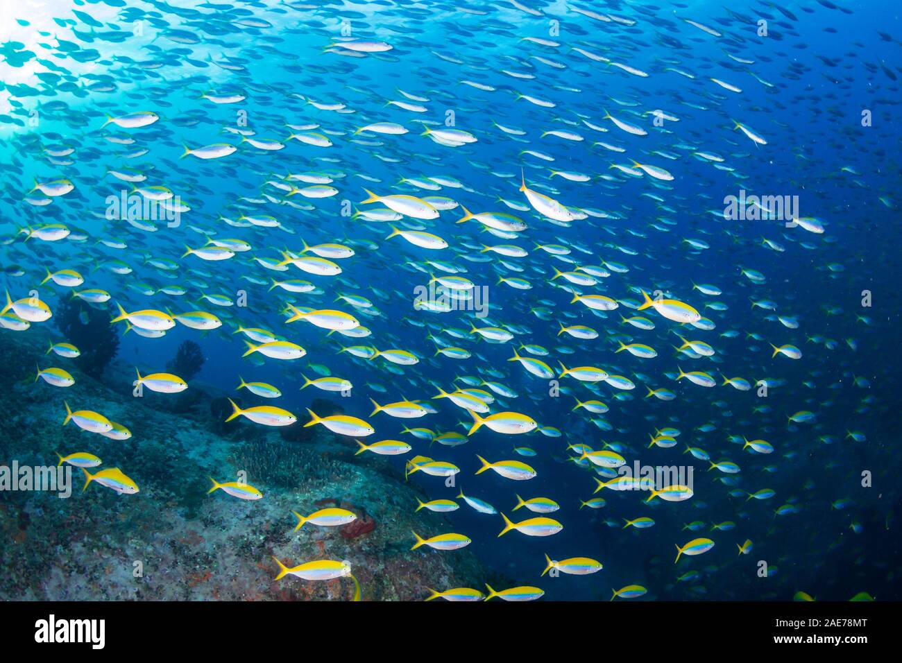 Beautiful fusilier hi-res stock photography and images - Alamy
