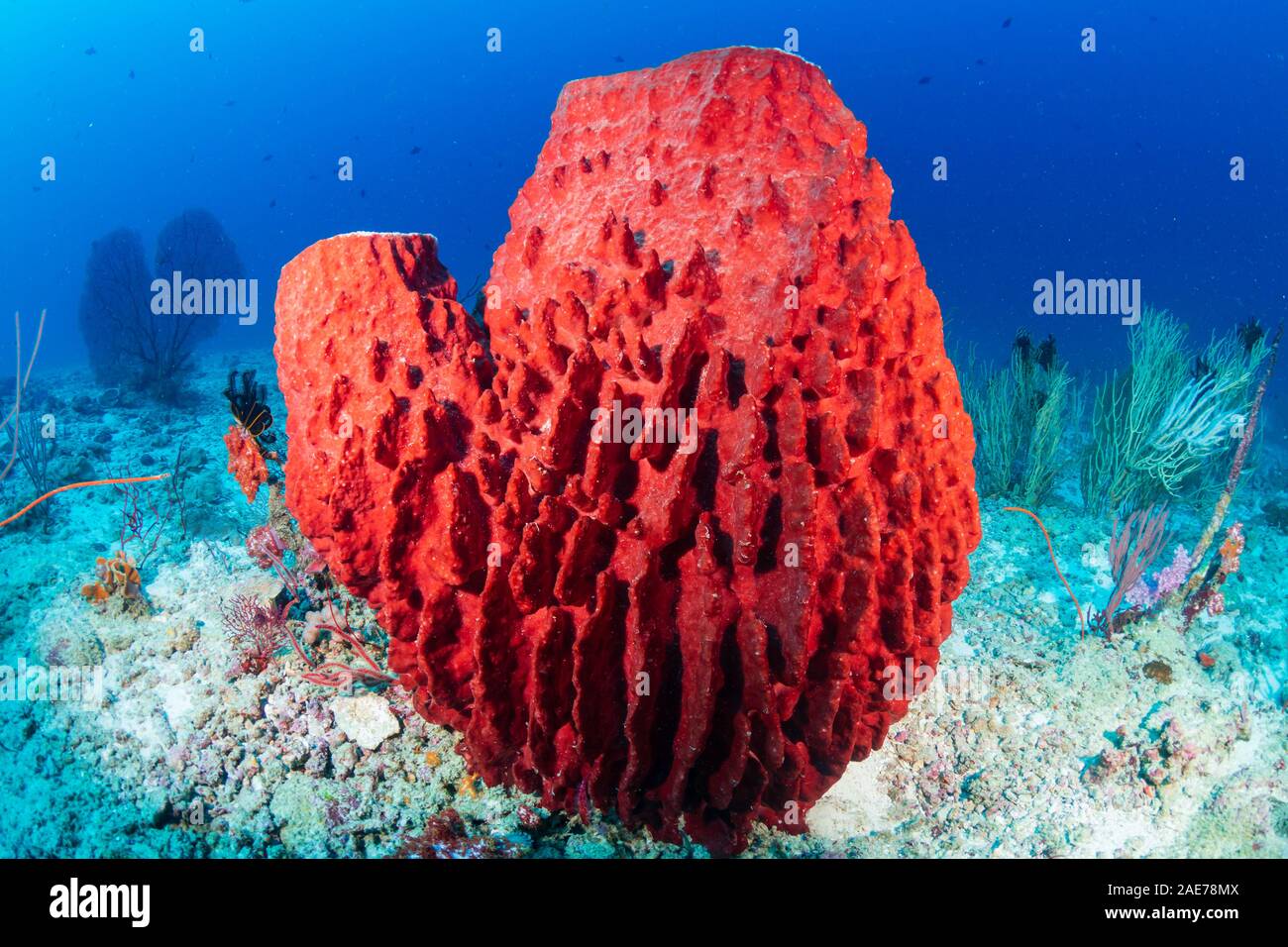 Large barrel sponge hi-res stock photography and images - Alamy