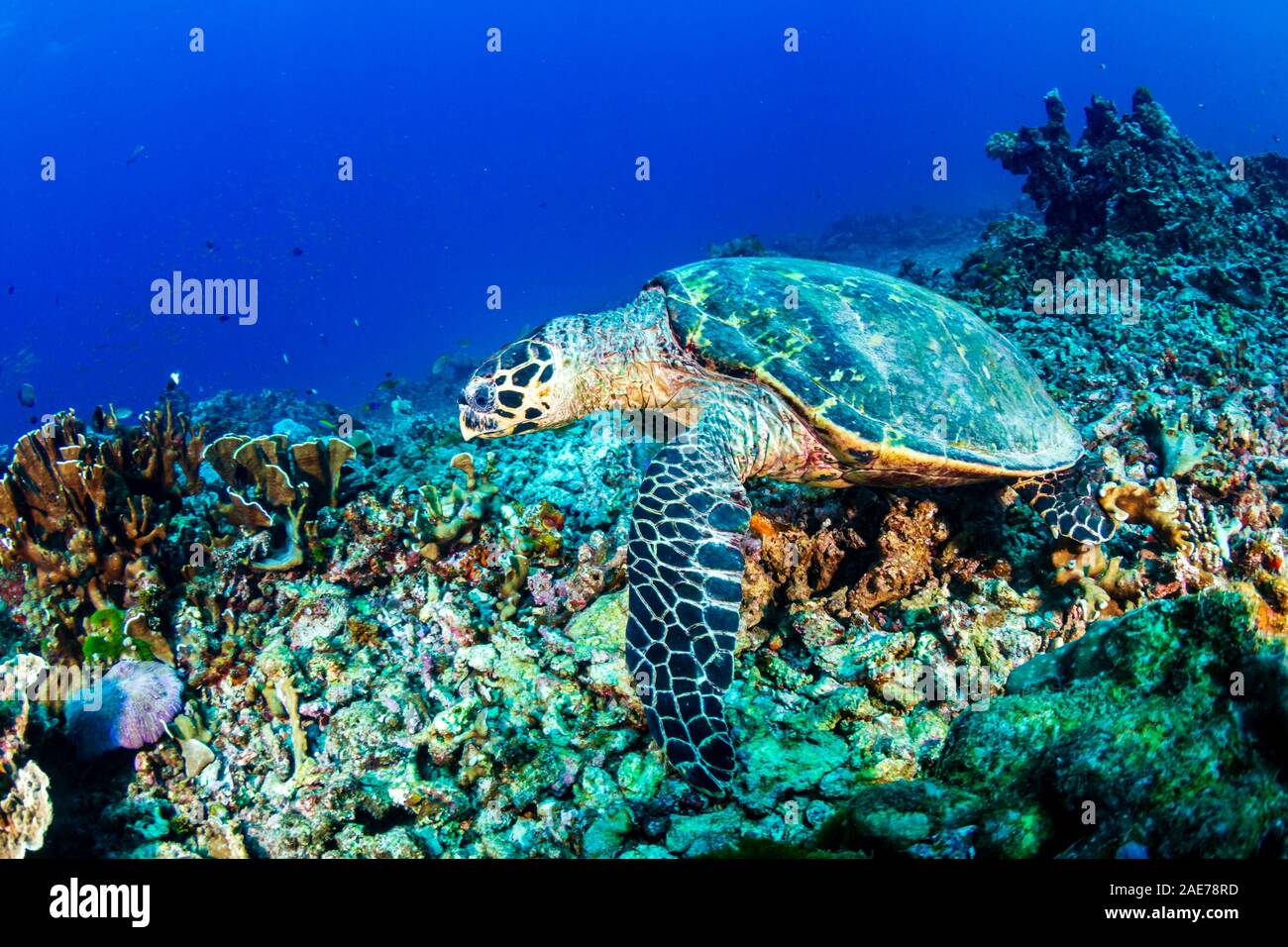 Hawksbill Sea Turtle feeding on a hard coral reef Stock Photo - Alamy