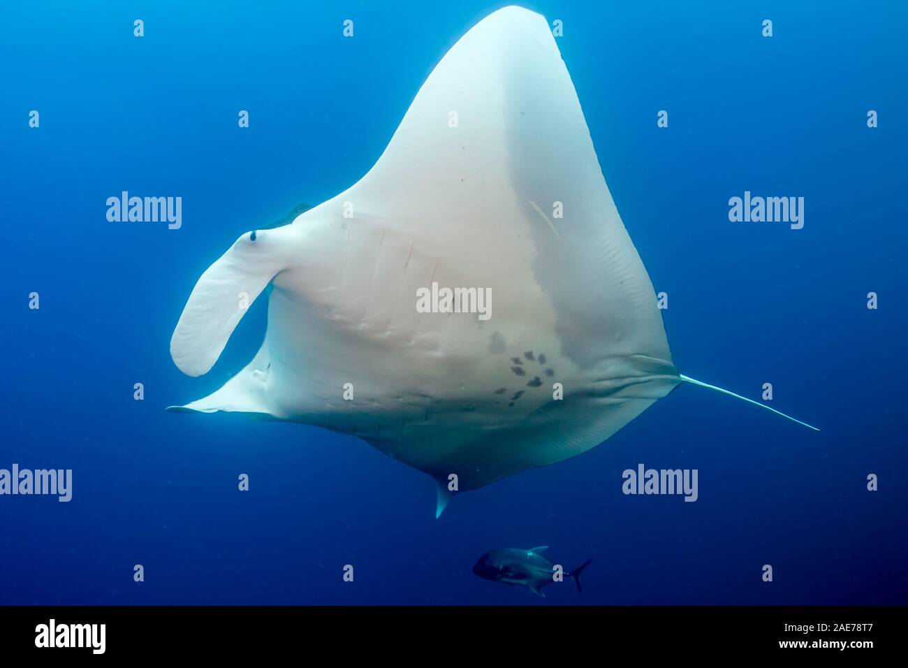 Huge Oceanic Manta Ray in a blue, tropical ocean (Andaman Sea Stock ...