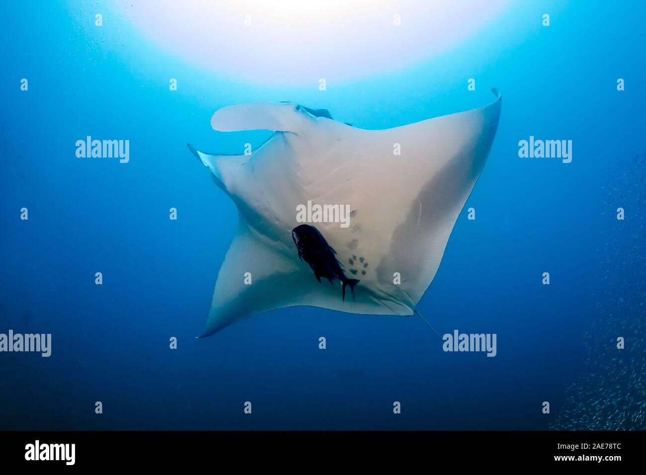 Huge Oceanic Manta Ray in a blue, tropical ocean (Andaman Sea Stock ...
