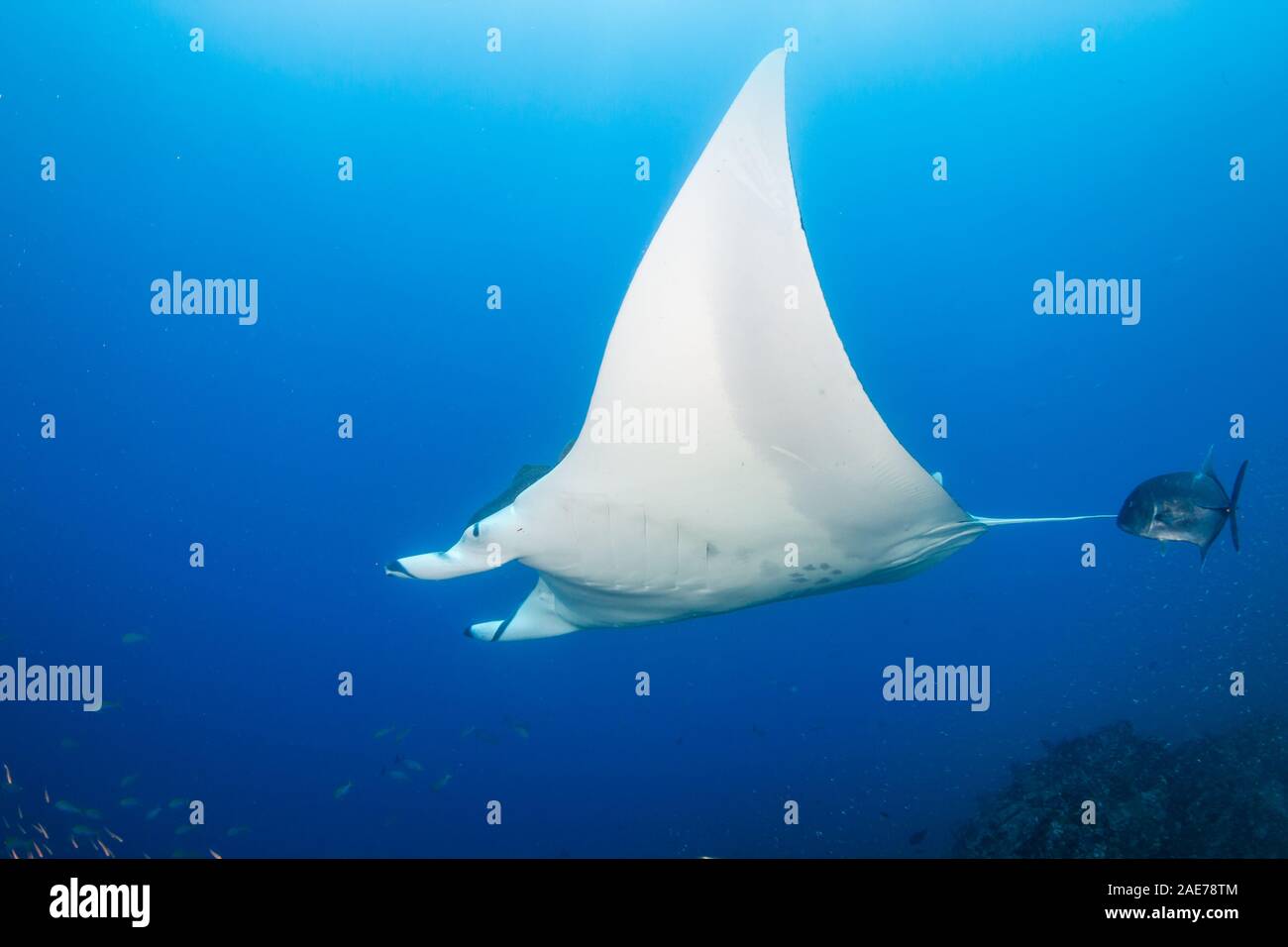 Huge Oceanic Manta Ray in a blue, tropical ocean (Andaman Sea Stock ...