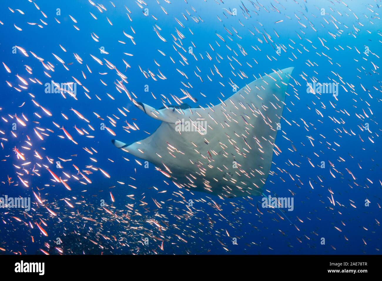 Large Female Oceanic Manta Ray (Manta birostris) swimming through ...