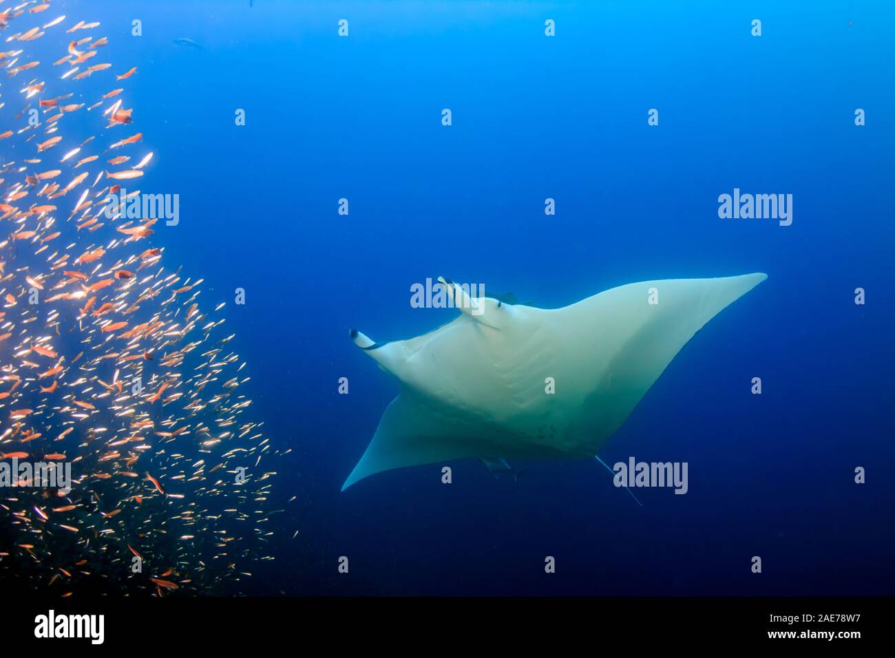 Asia myanmar myeik hi-res stock photography and images - Alamy