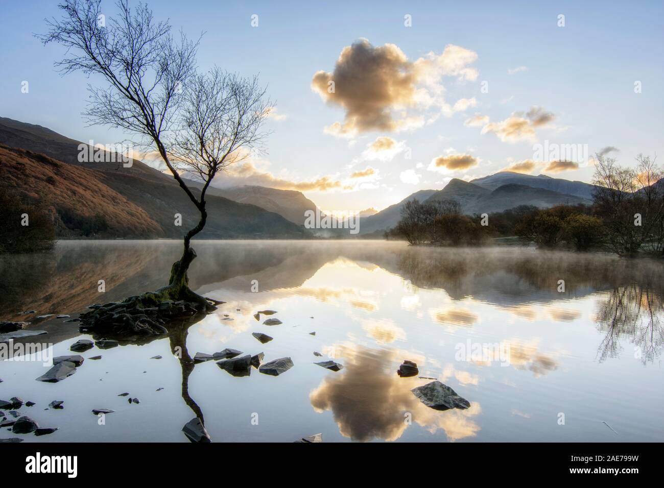 The lone tree, llanberis North Wales UK Stock Photo - Alamy