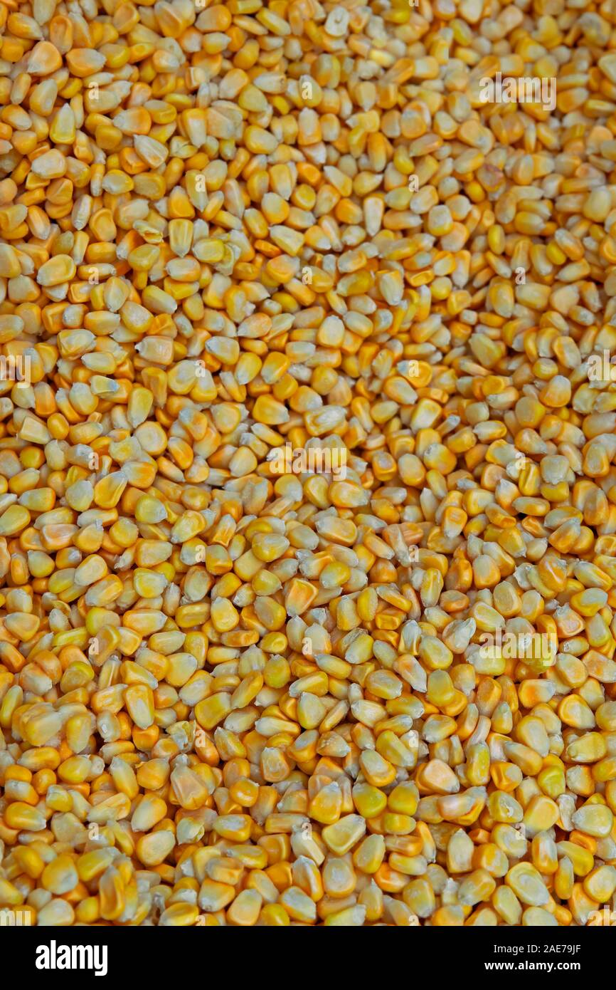 Ripe yellow corn kernels are frozen and sold at the grocery store ...