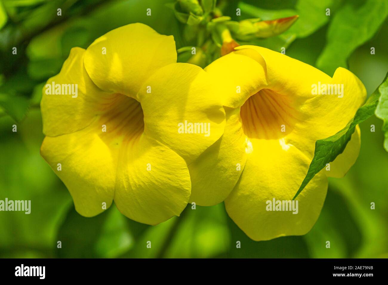Allamanda cathartica, commonly called golden trumpet, common ...