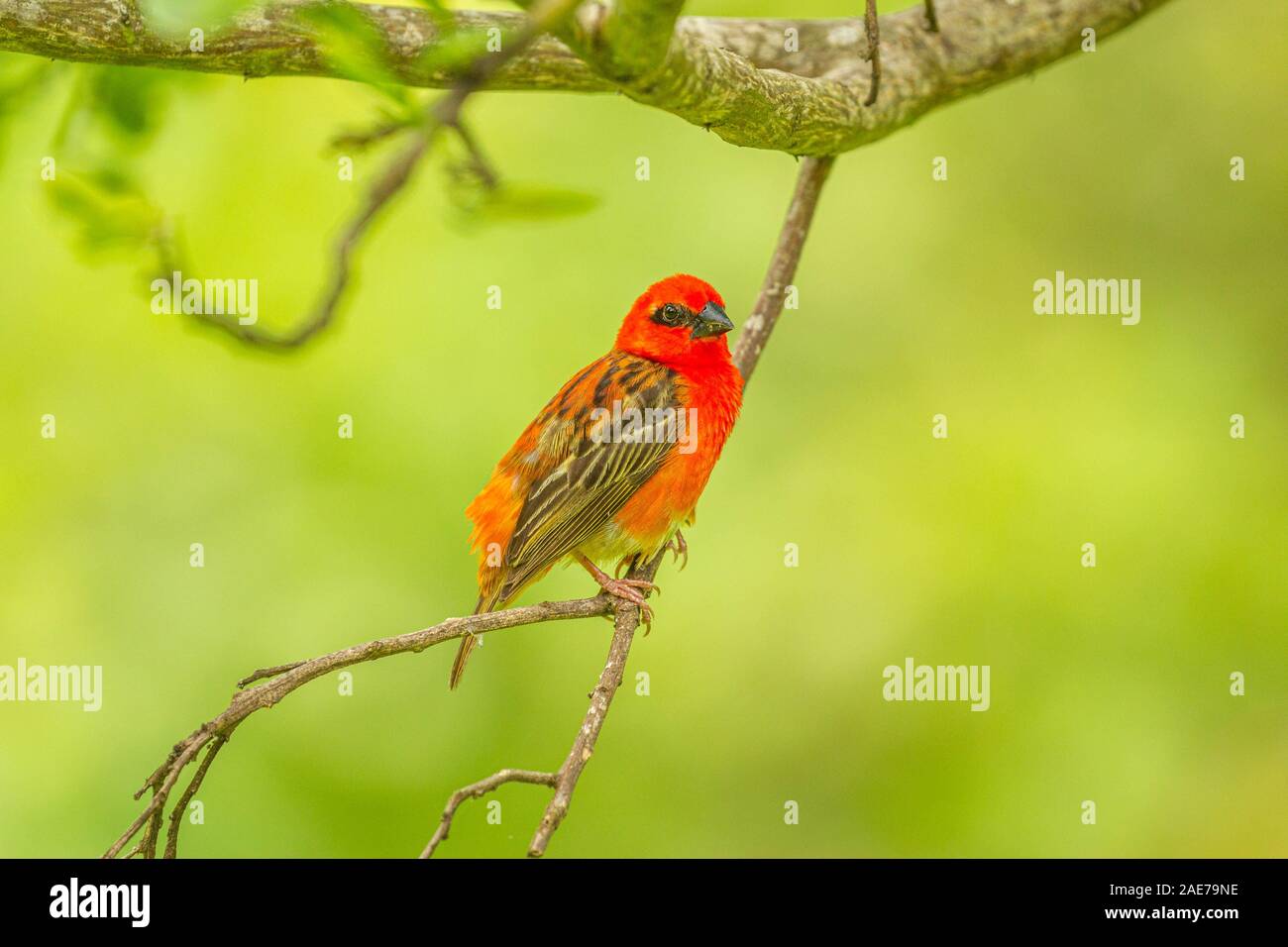 Male red fody hi-res stock photography and images - Alamy