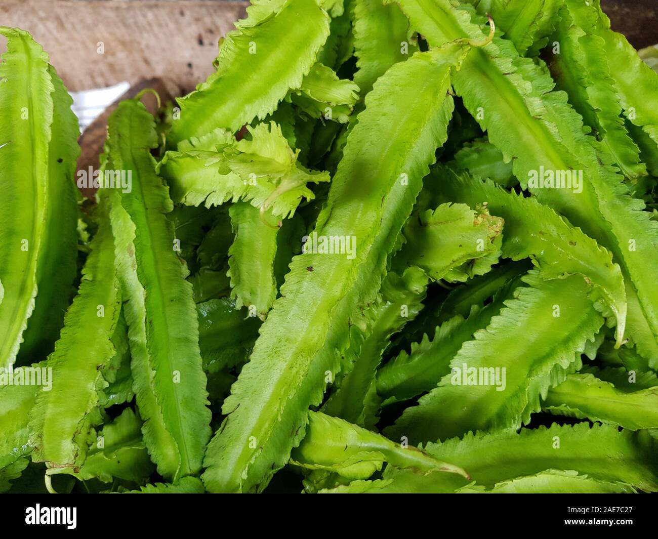 Winged bean pods close-up. Market of fruit and vegetable in Sri Lanka ...