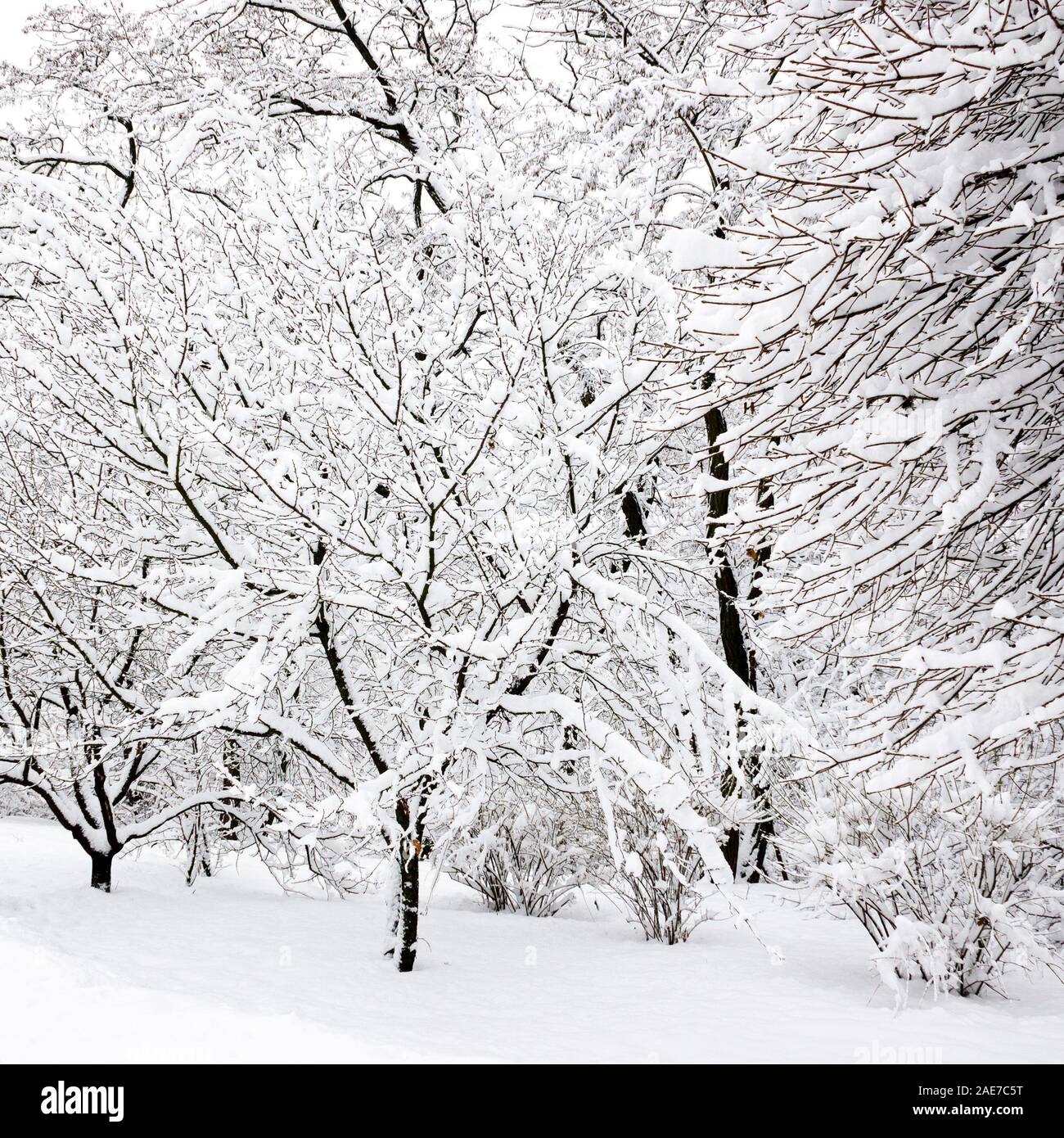 Winter trees covered in white fluffy snow Stock Photo - Alamy