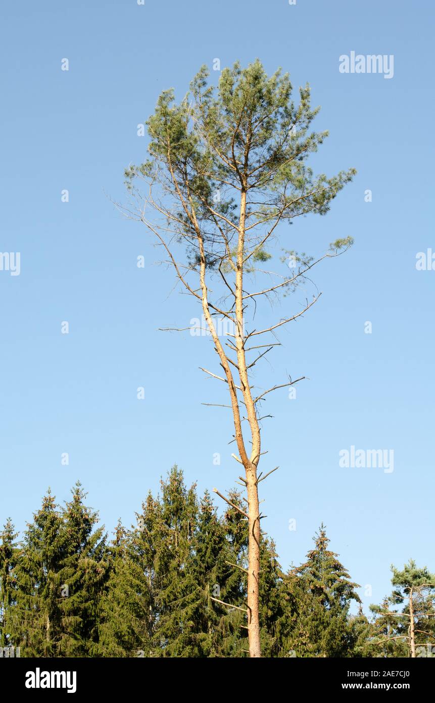 Coniferous tree in the woodlands in Germany, Western Europe Stock Photo ...