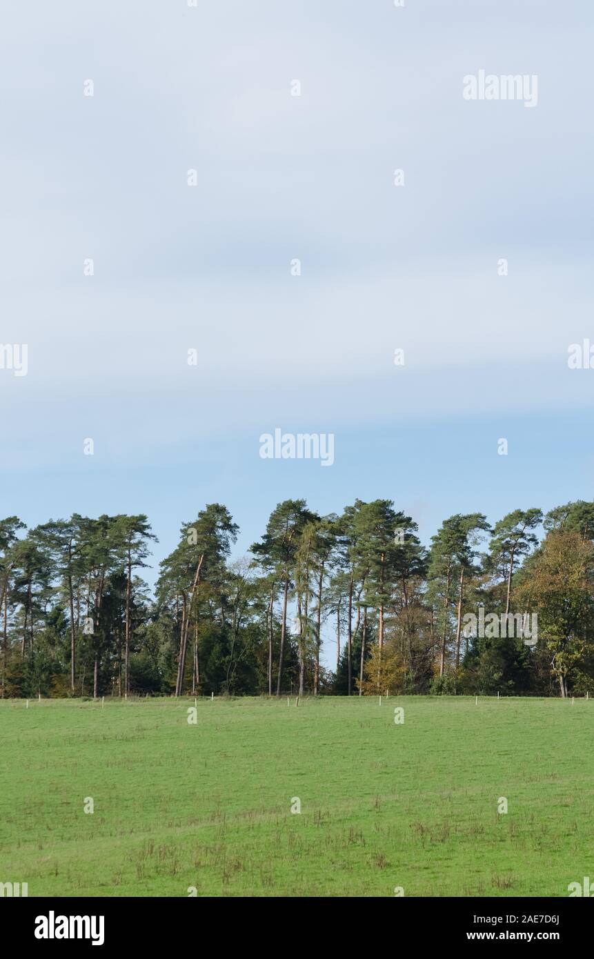 Coniferous tree in the woodlands in Germany, Western Europe Stock Photo ...