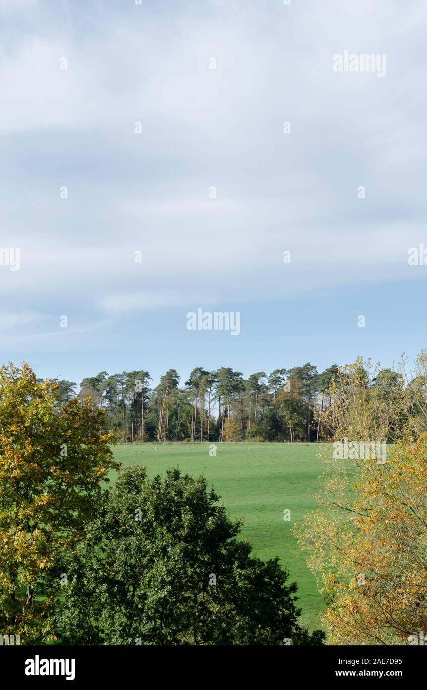 Coniferous tree in the woodlands in Germany, Western Europe Stock Photo ...