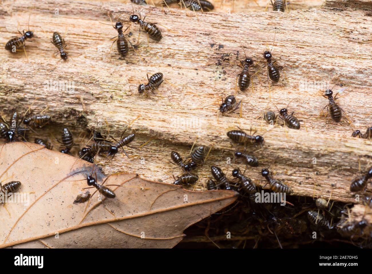 Colony of Termites on a rotten wooden log + Hospitalitermes species in ...