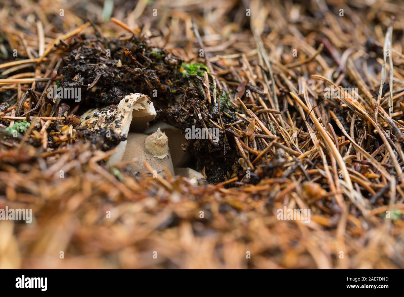 Beaked earthstar hi-res stock photography and images - Alamy