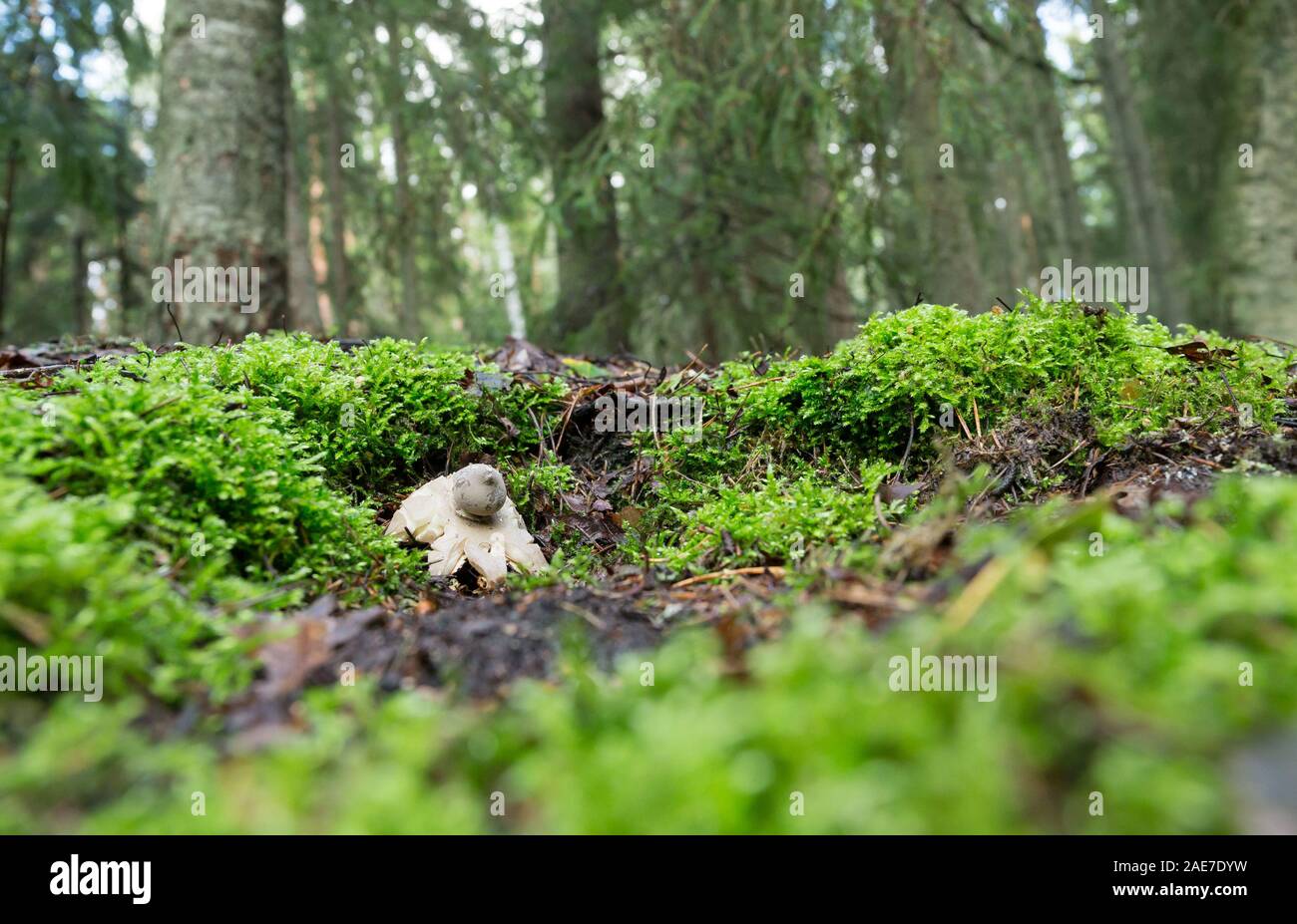 Beaked earthstar hi-res stock photography and images - Alamy