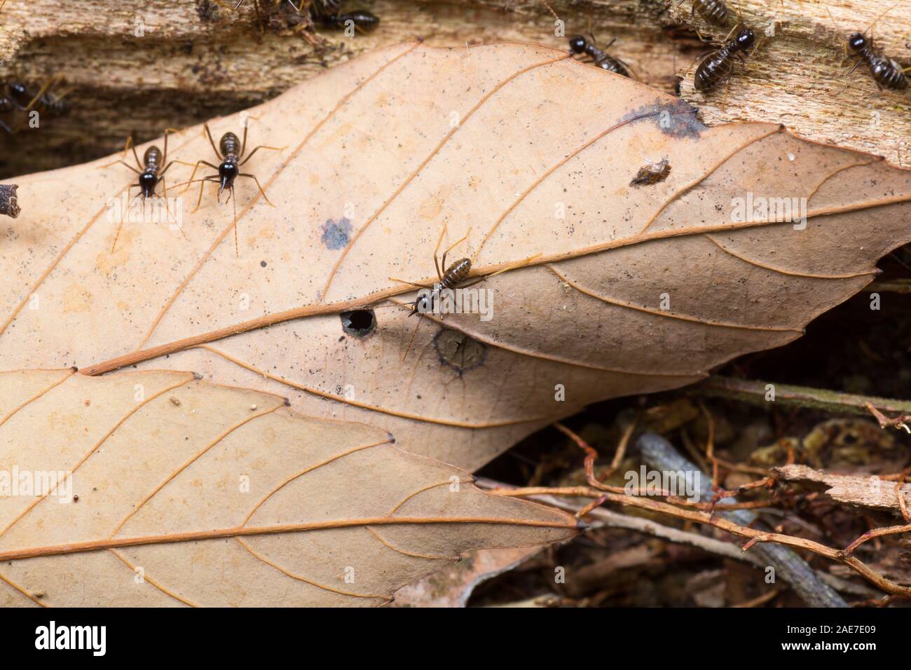 Colony of Termites on a rotten wooden log Hospitalitermes species in ...