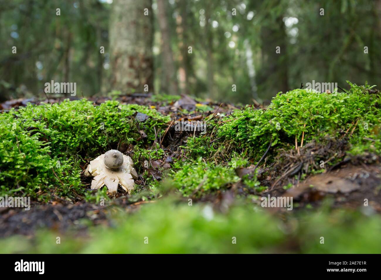 Beaked earthstar hi-res stock photography and images - Alamy