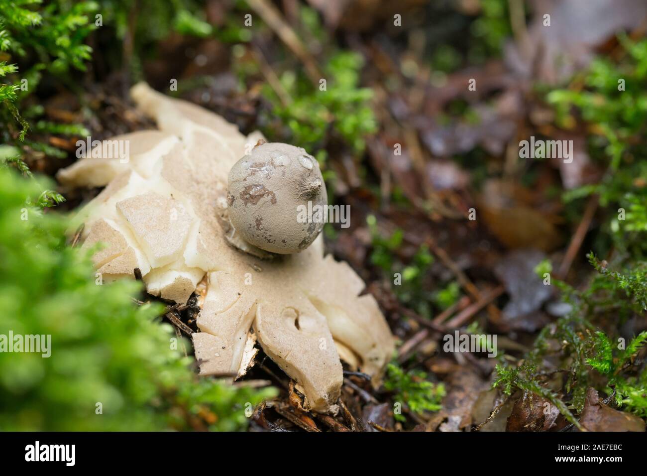 Beaked earthstar growing in an old ant nest Stock Photo - Alamy