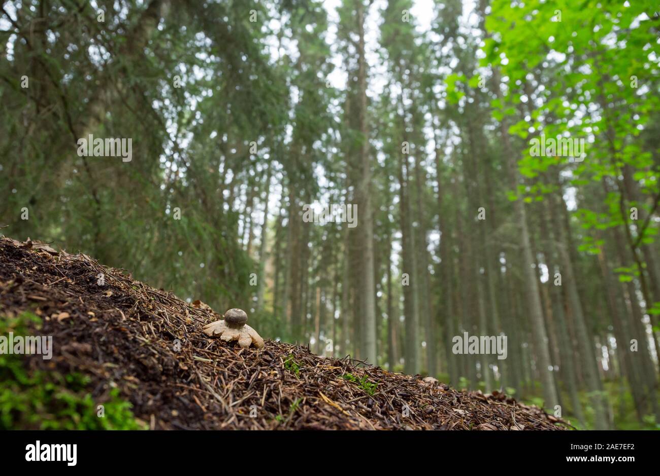 Beaked earthstar growing in an old ant nest Stock Photo - Alamy