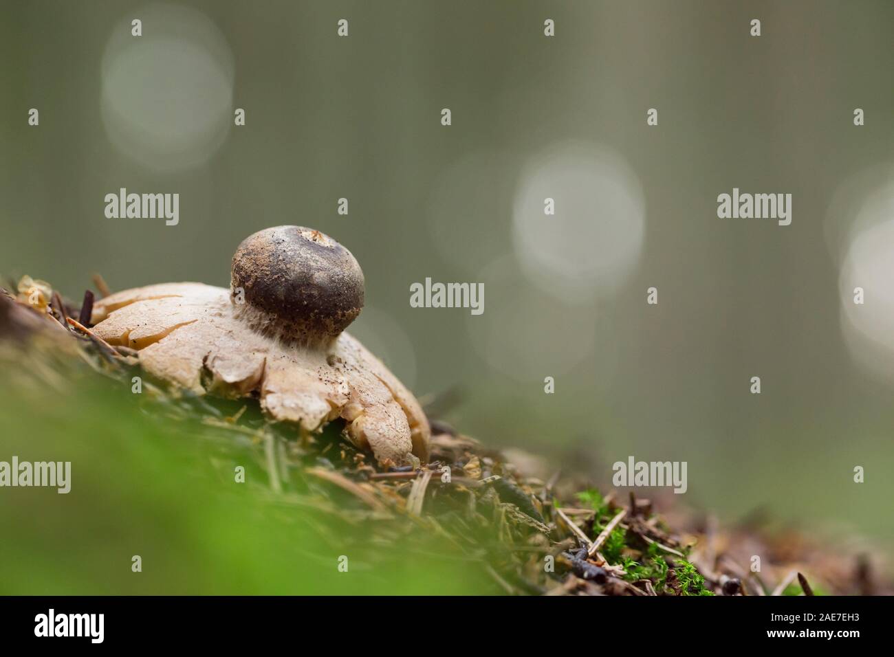 Beaked earthstar growing in an old ant nest Stock Photo - Alamy