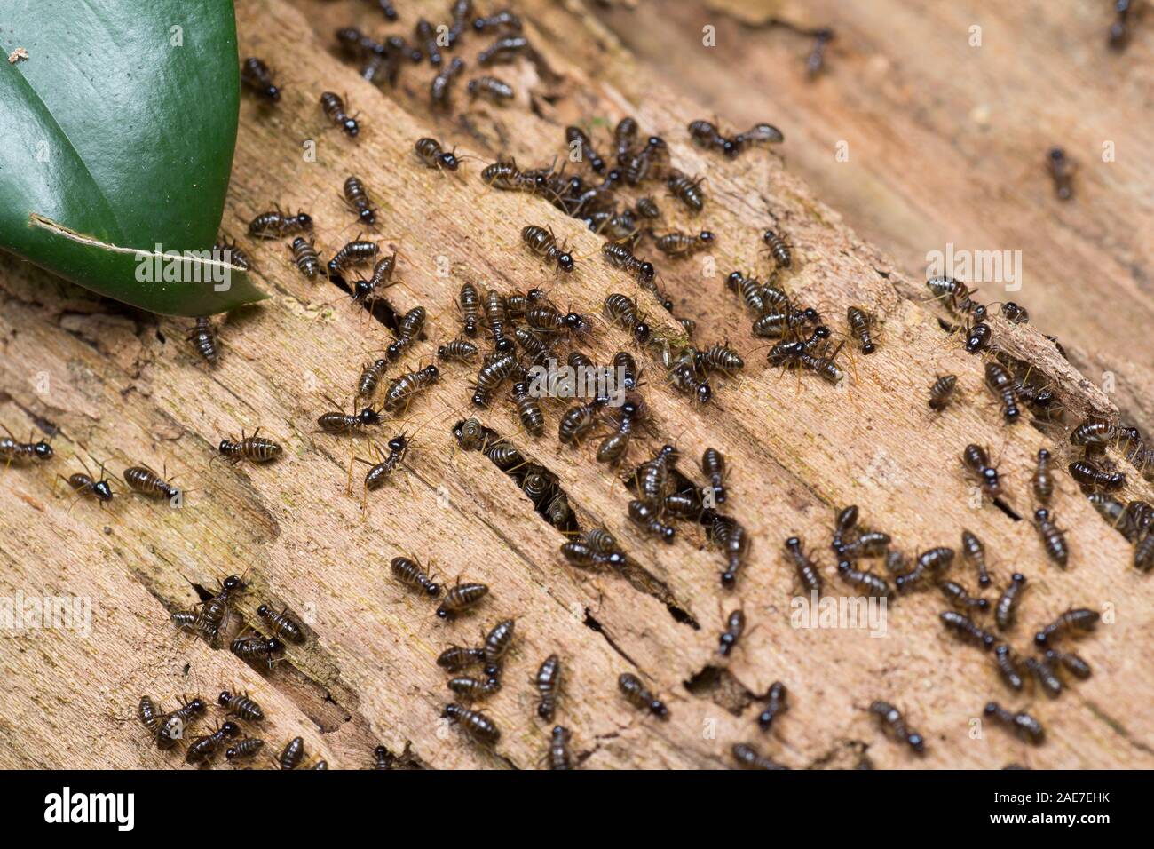 Colony of Termites on a rotten wooden log Hospitalitermes species in ...