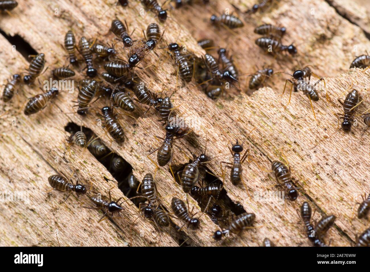 Colony of Termites on a rotten wooden log Hospitalitermes species in ...
