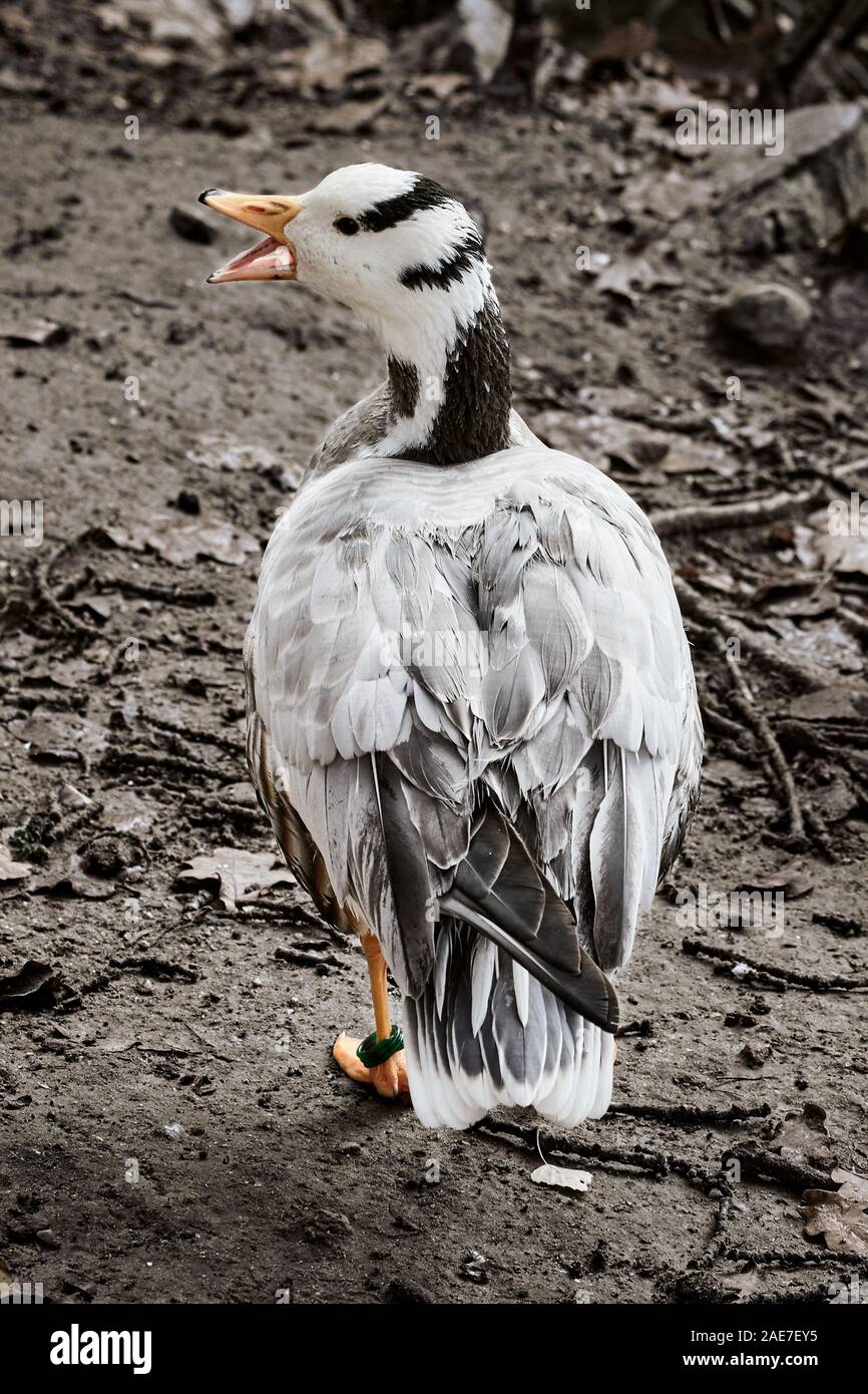 Black headed goose hi-res stock photography and images - Alamy