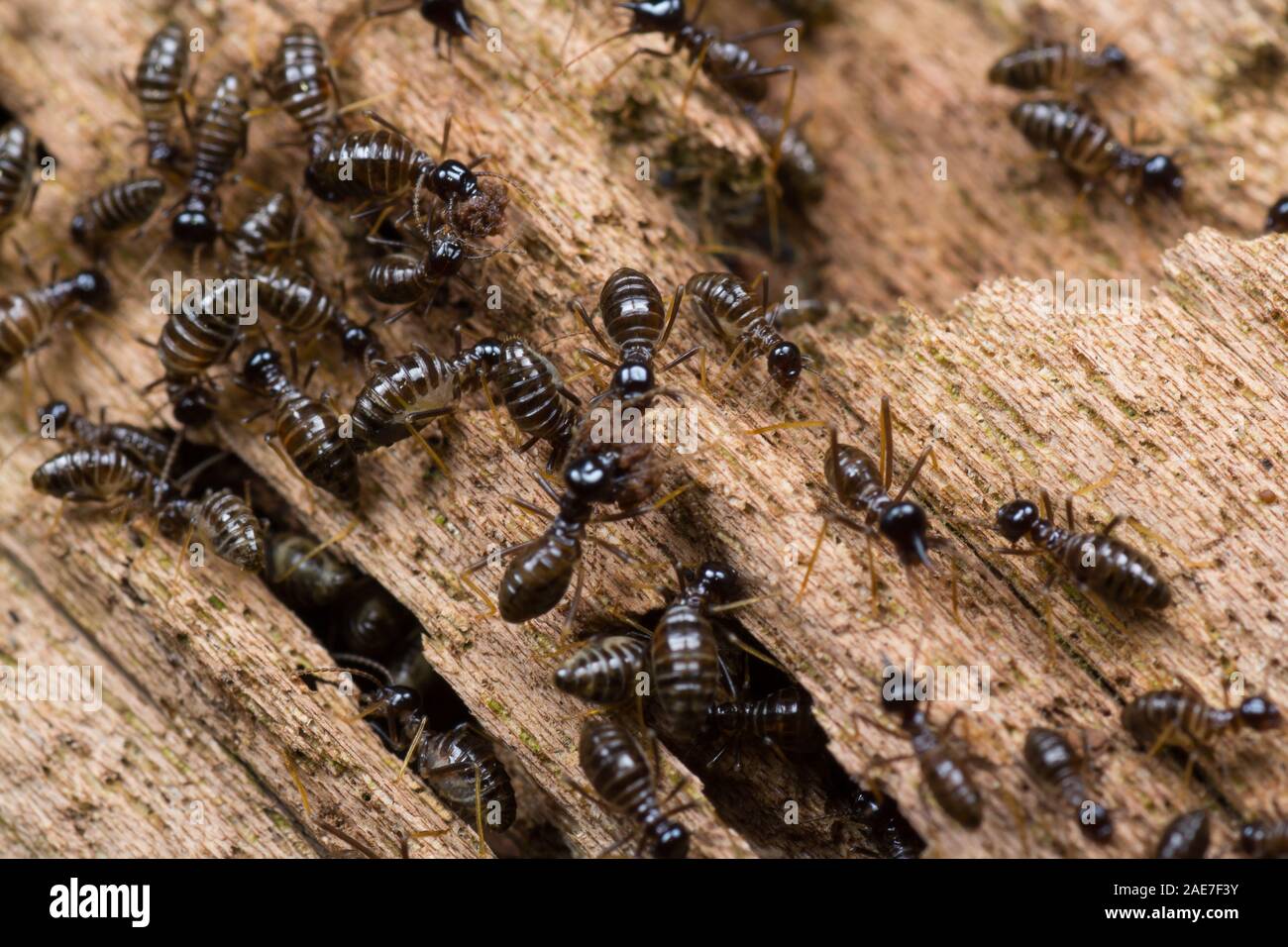Colony of Termites on a rotten wooden log Hospitalitermes species in ...