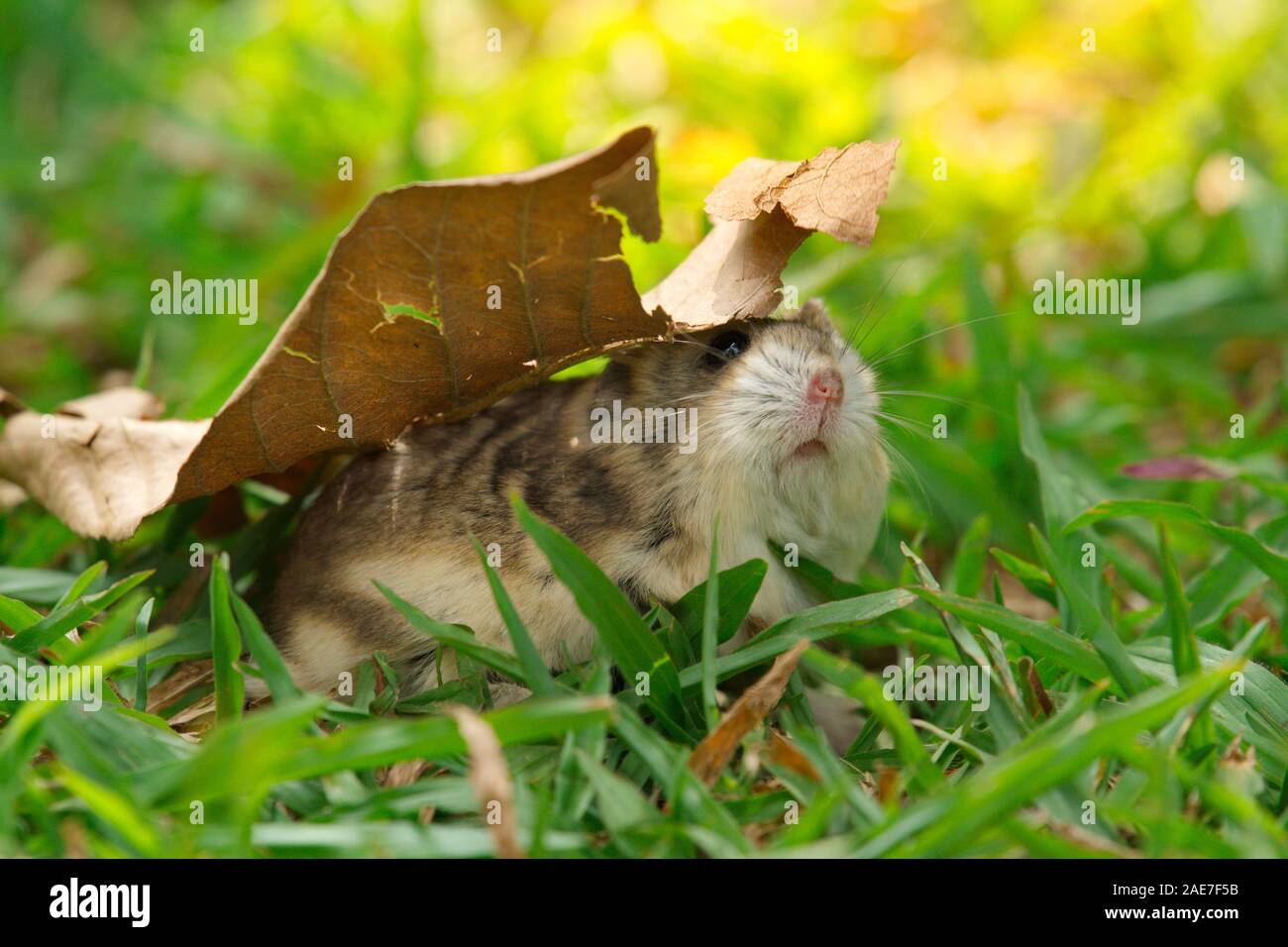 Cute exotic female brown dwarf hamster playing with a brown leaf on the ...