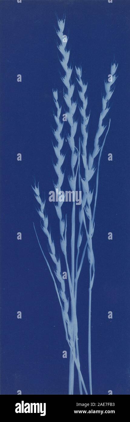 Darnel hi-res stock photography and images - Alamy