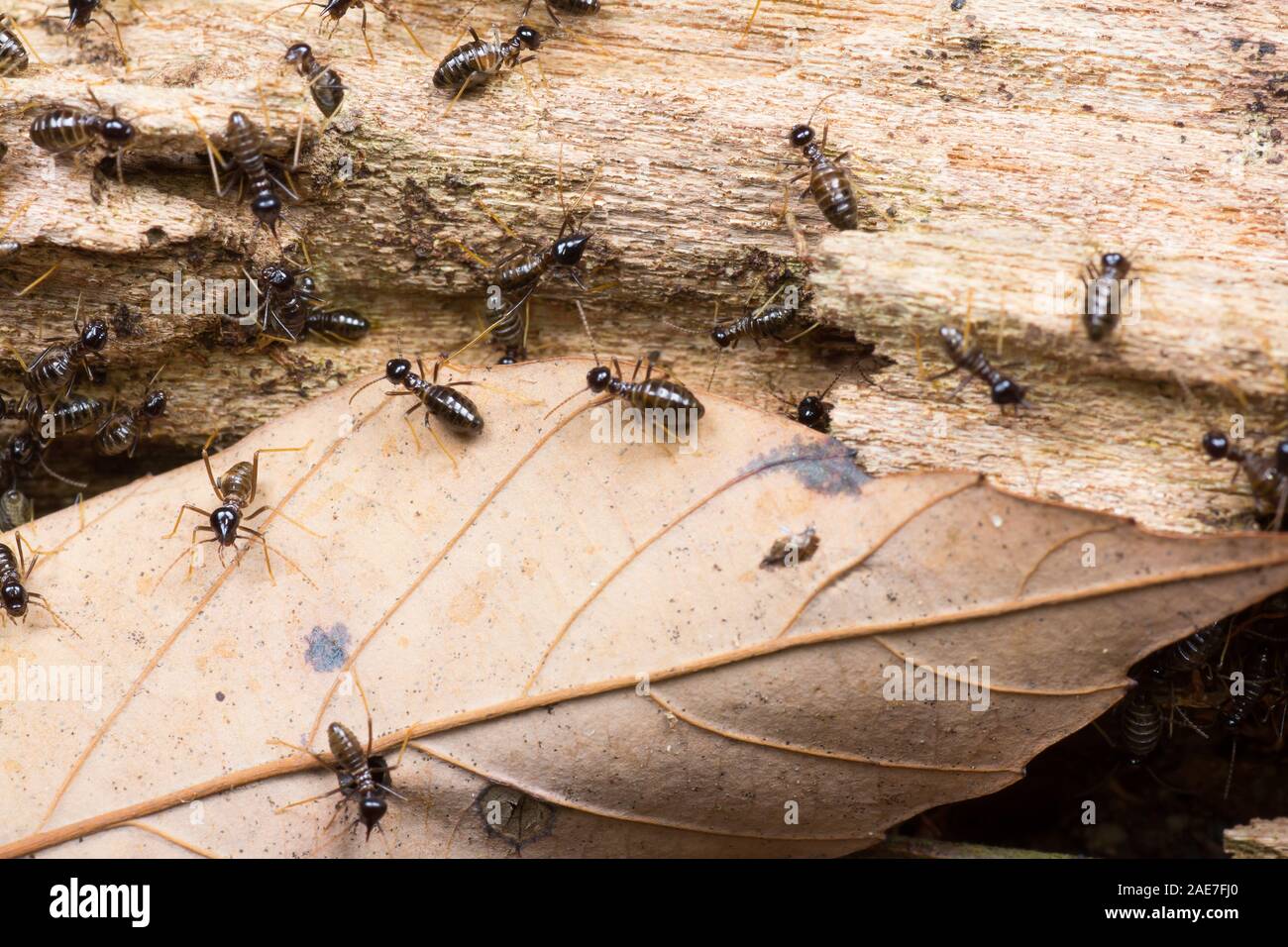 Colony of Termites on a rotten wooden log Hospitalitermes species in ...