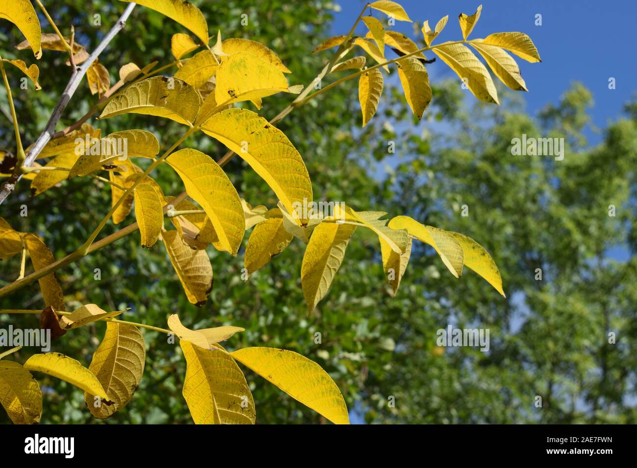 autumn colored walnut leaves Stock Photo - Alamy
