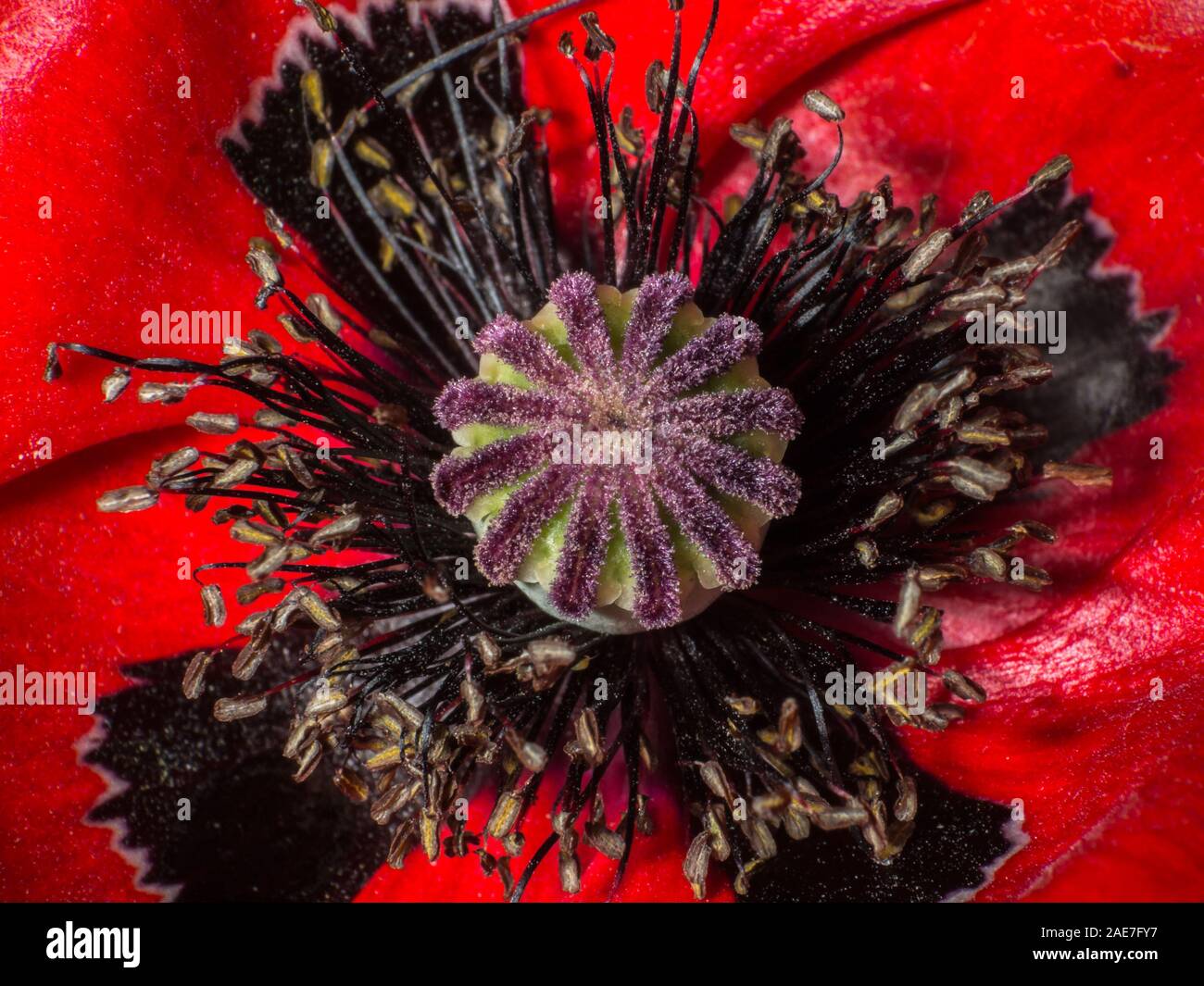 red poppy close up Stock Photo - Alamy