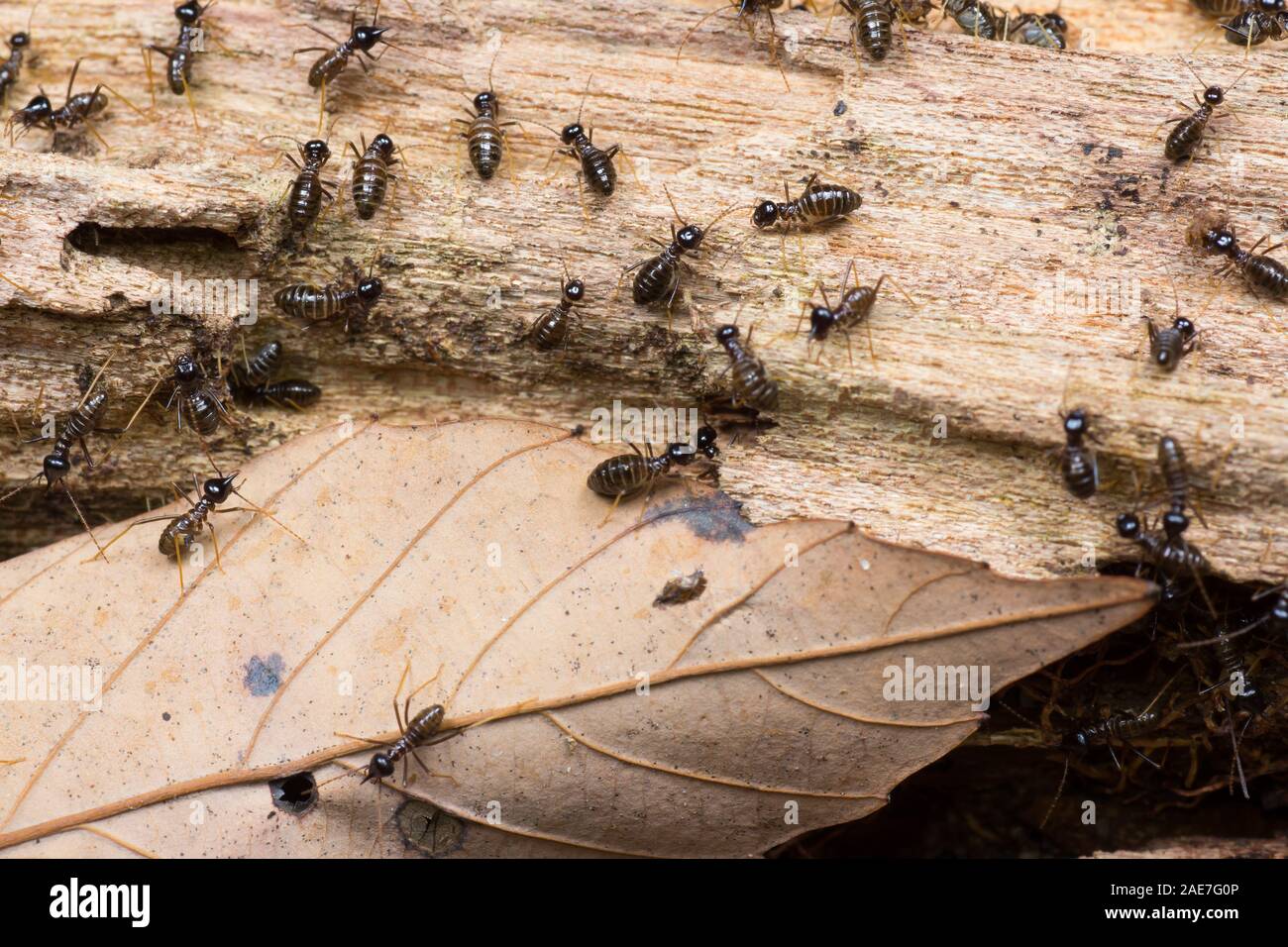 Colony of Termites on a rotten wooden log Hospitalitermes species in ...