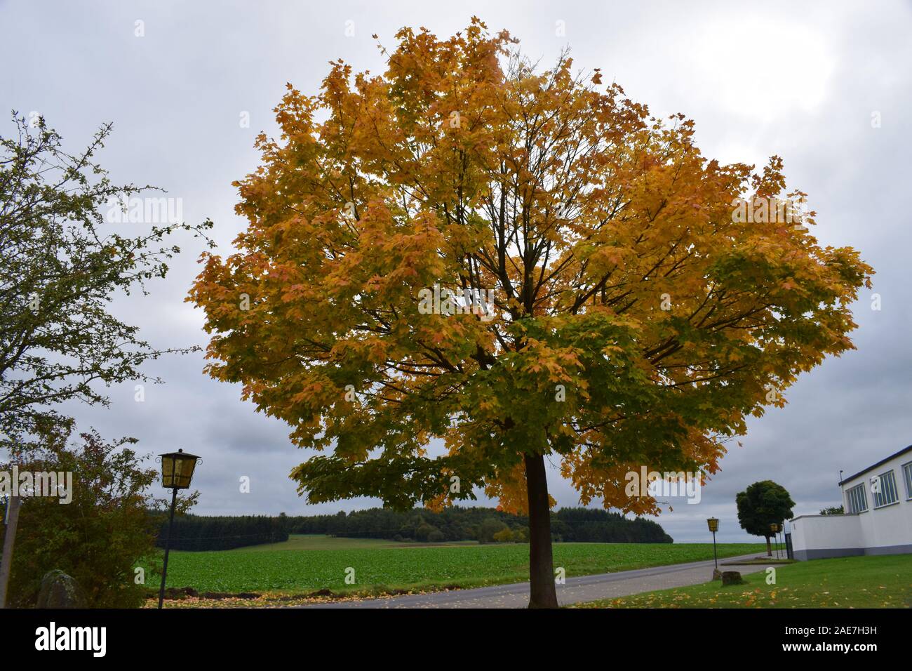 perfect autumn tree Stock Photo - Alamy