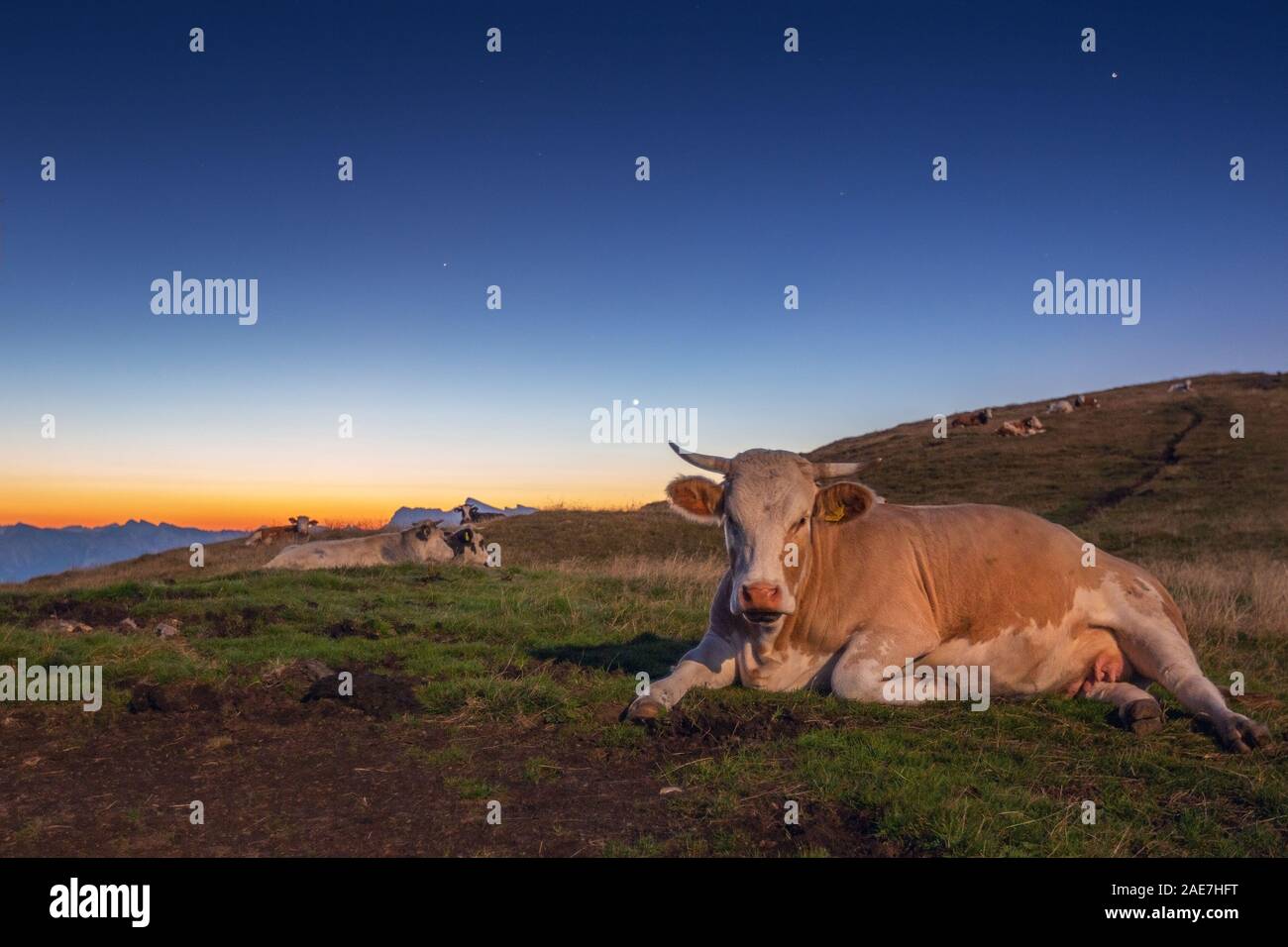 Trentino cows hi-res stock photography and images - Alamy