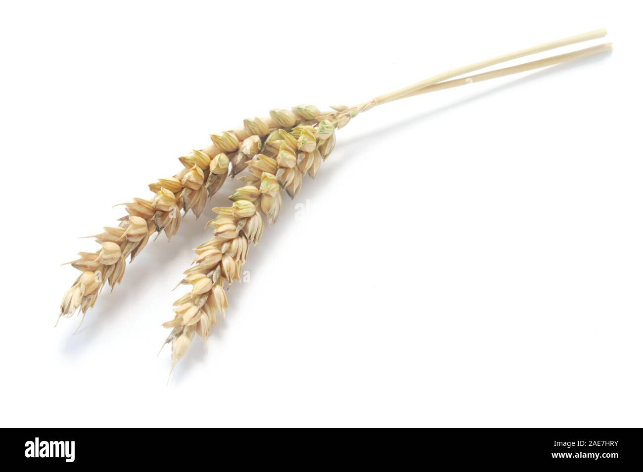 Two Ears Of Wheat Isolated On White Stock Photo - Alamy
