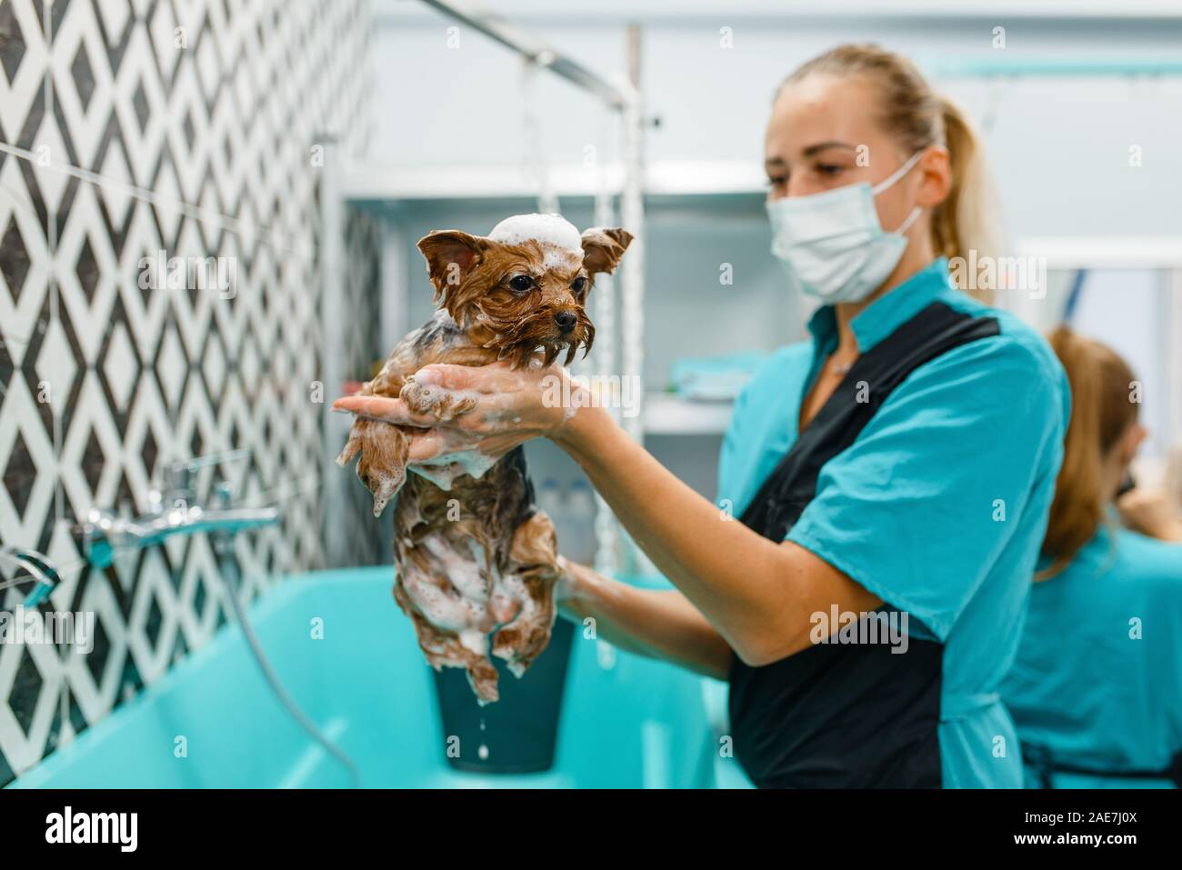 Female groomer holds little dog in foam, grooming Stock Photo - Alamy