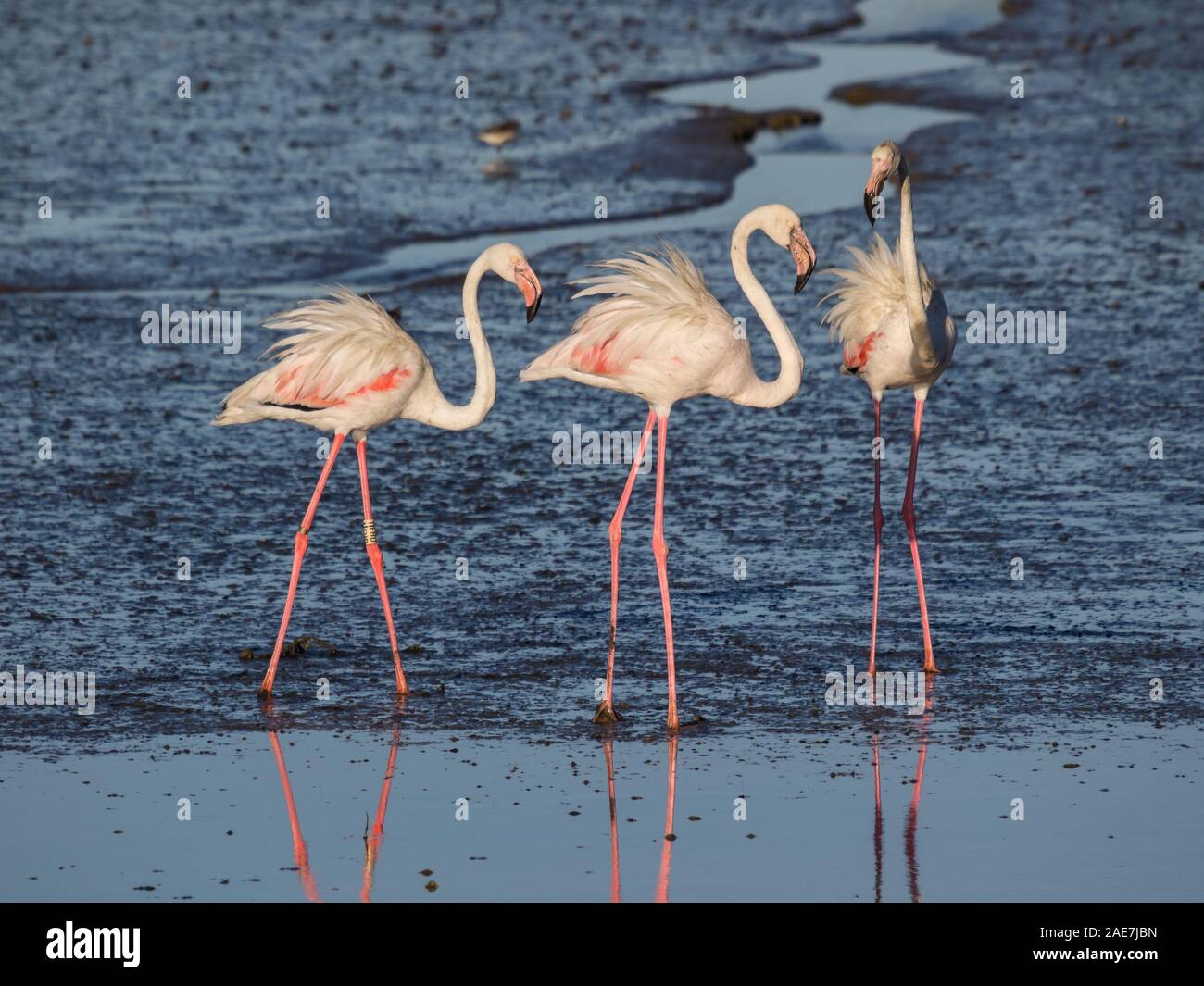 Bristling hi-res stock photography and images - Alamy