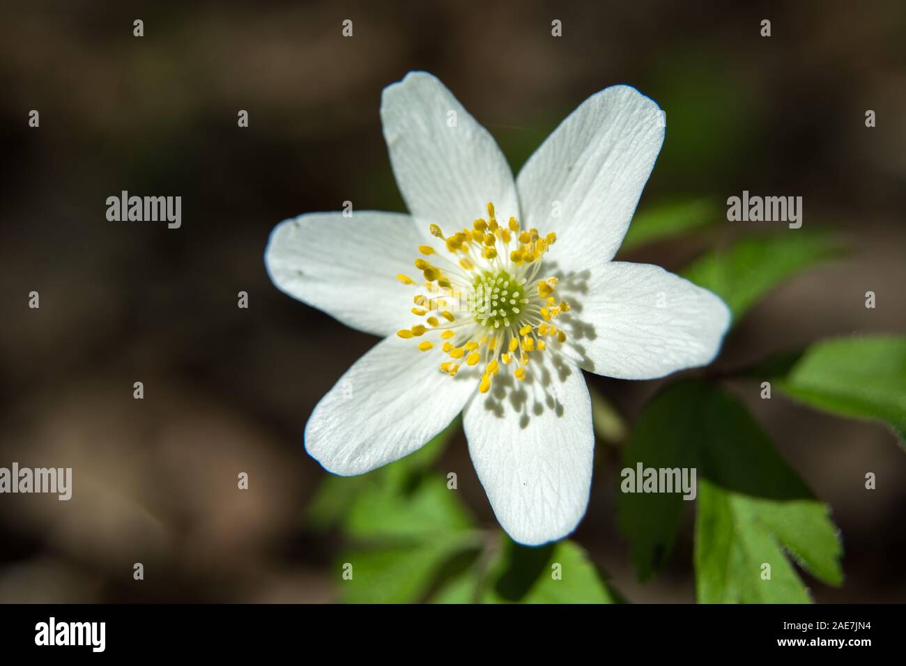 One white wood anemone in a close-up - spring view Stock Photo - Alamy