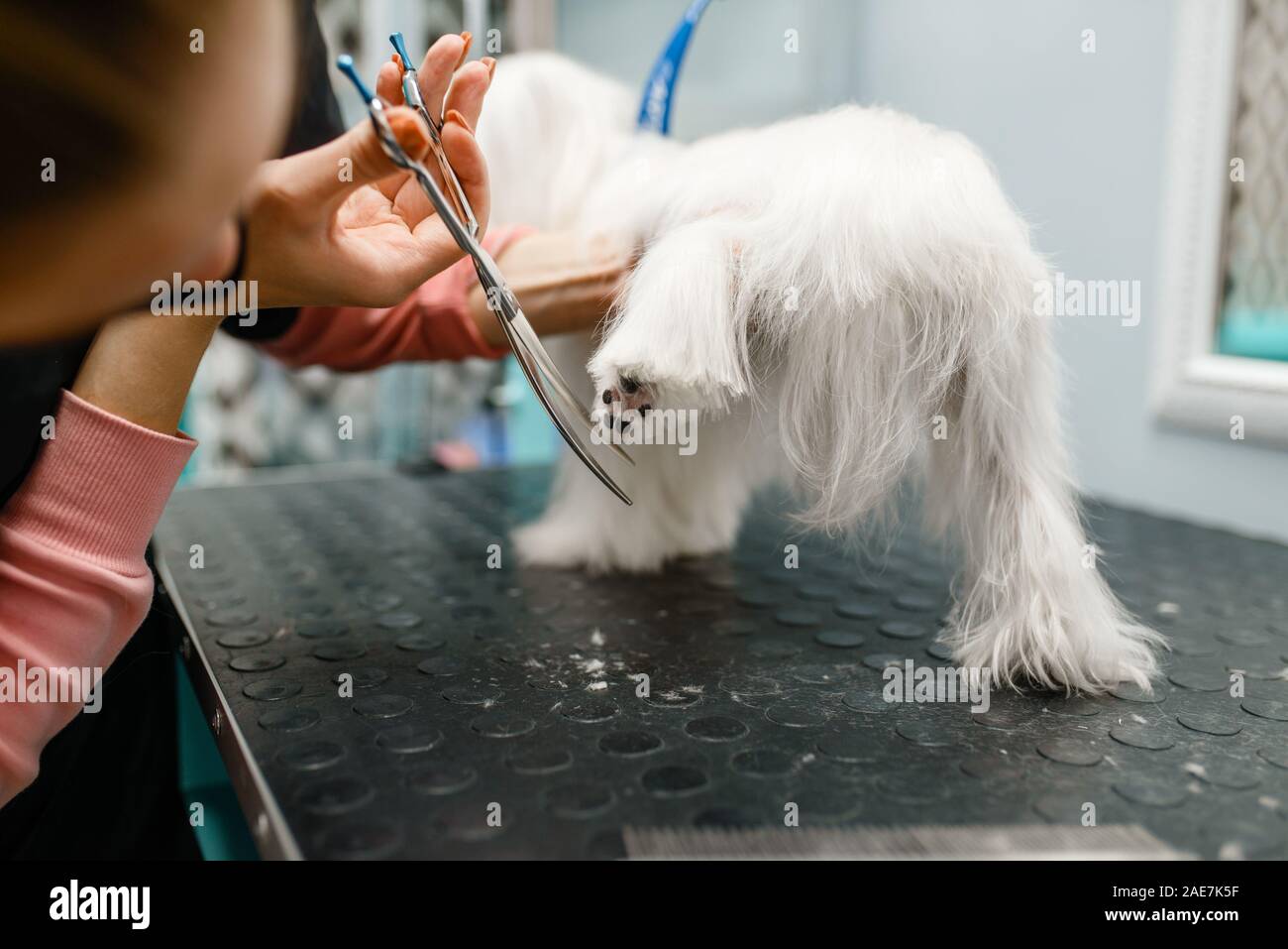 Female groomer with scissors cuts hair on dog paws Stock Photo - Alamy