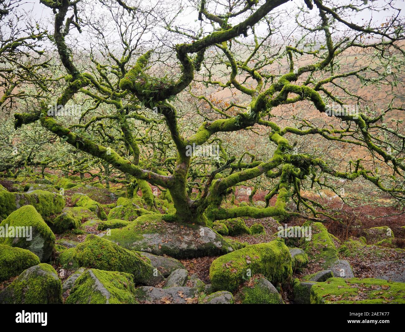 Copse oak dartmoor devon tree wood hi-res stock photography and images ...