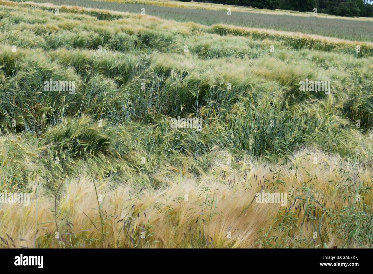 grain field after the storm Stock Photo - Alamy