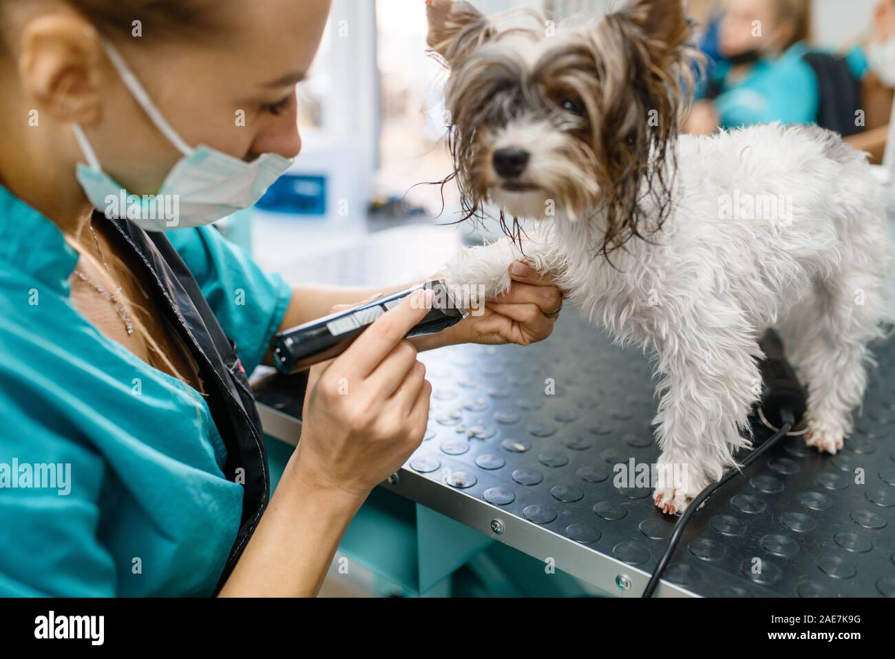 Female groomer with hair clipper, grooming salon Stock Photo - Alamy