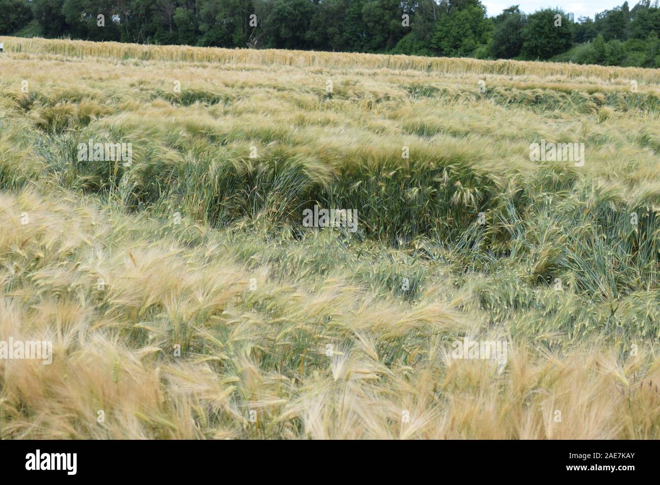 grain field after the storm Stock Photo - Alamy