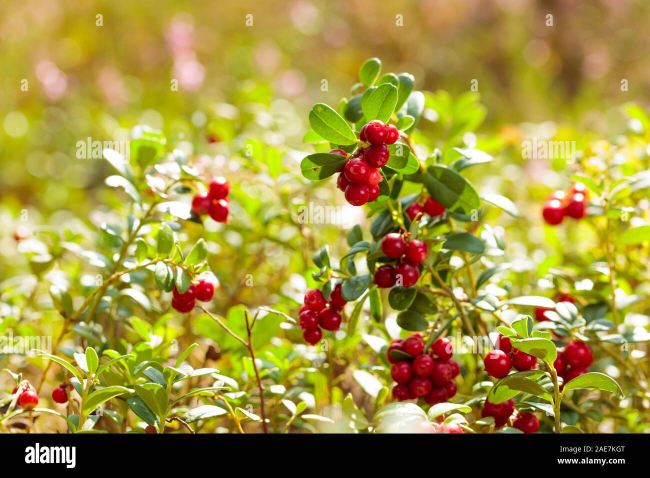 Red cowberry, lingonberry or partridgeberry. Forest natural background ...