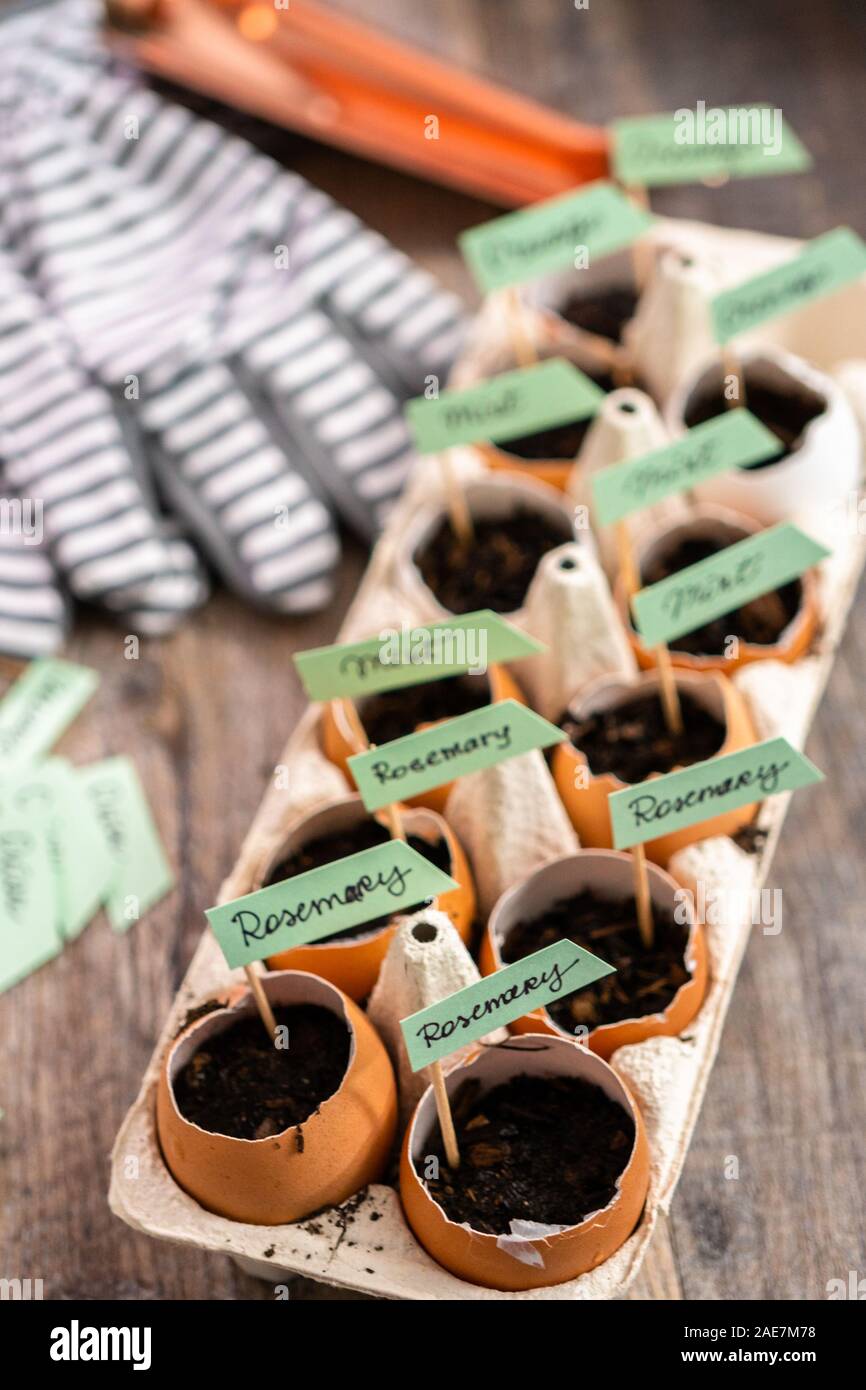 Plantings seeds in eggshells and labeling them with small plant tags ...