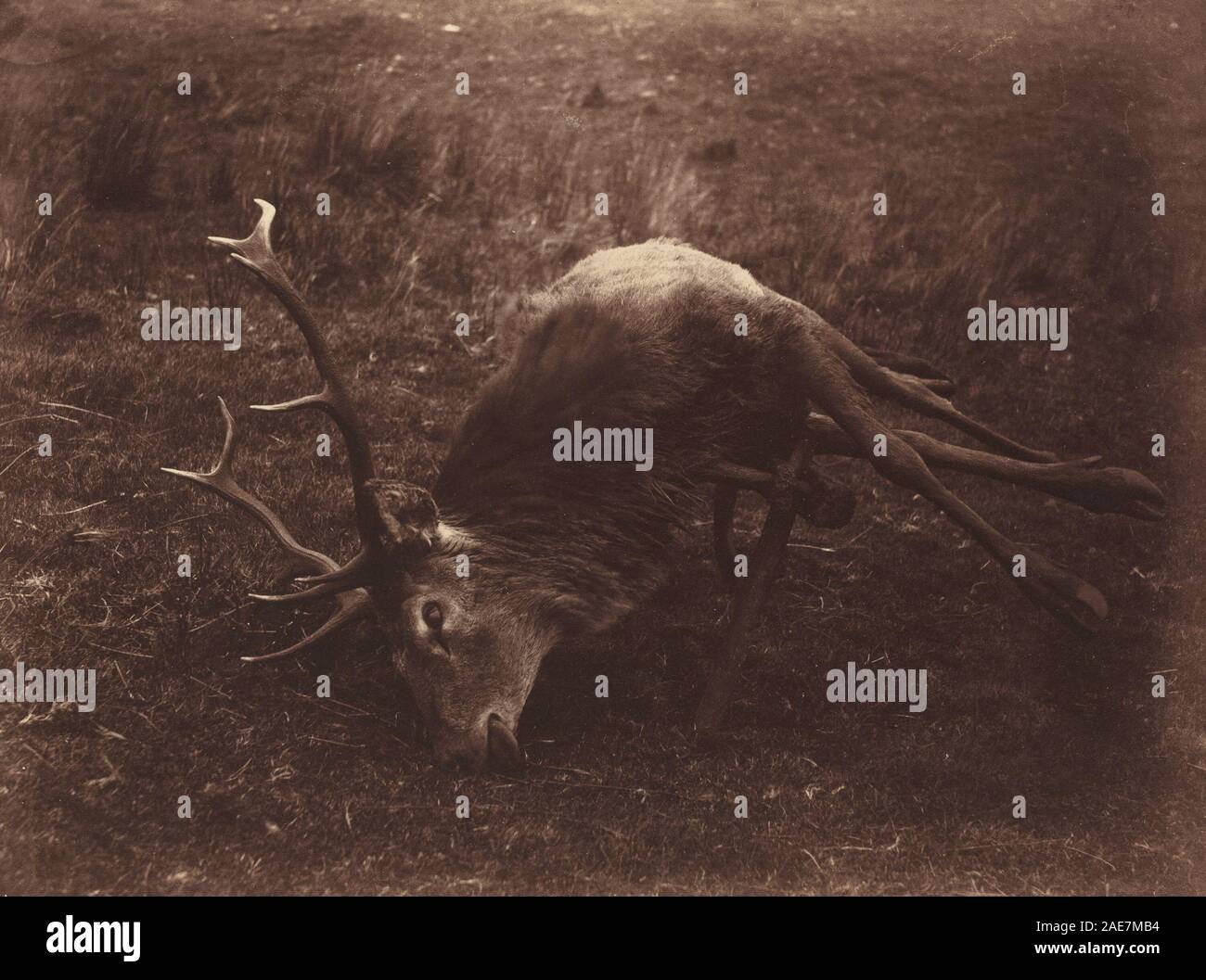 Dead Stag; 1857date Captain Horatio Ross, Dead Stag, 1857 Stock Photo ...