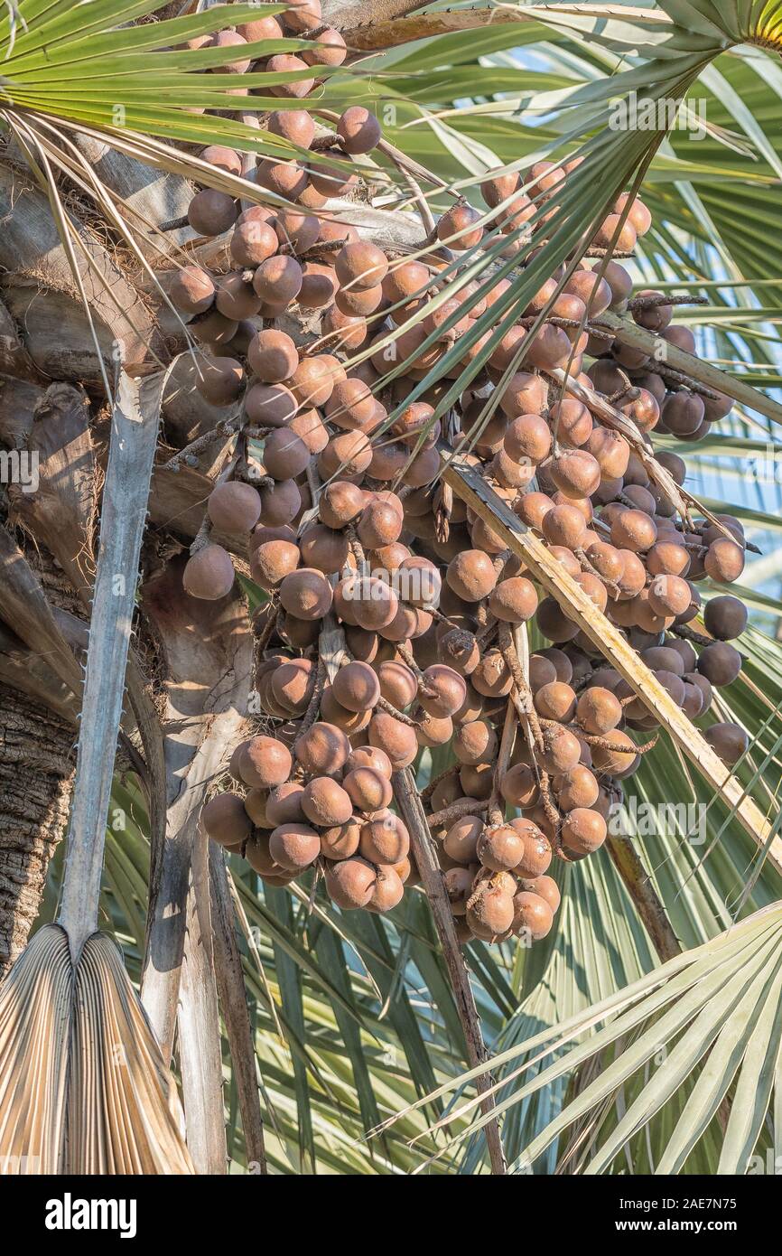 Seeds of the makalani palm, Hyphaene petersiana, in the Limpopo ...
